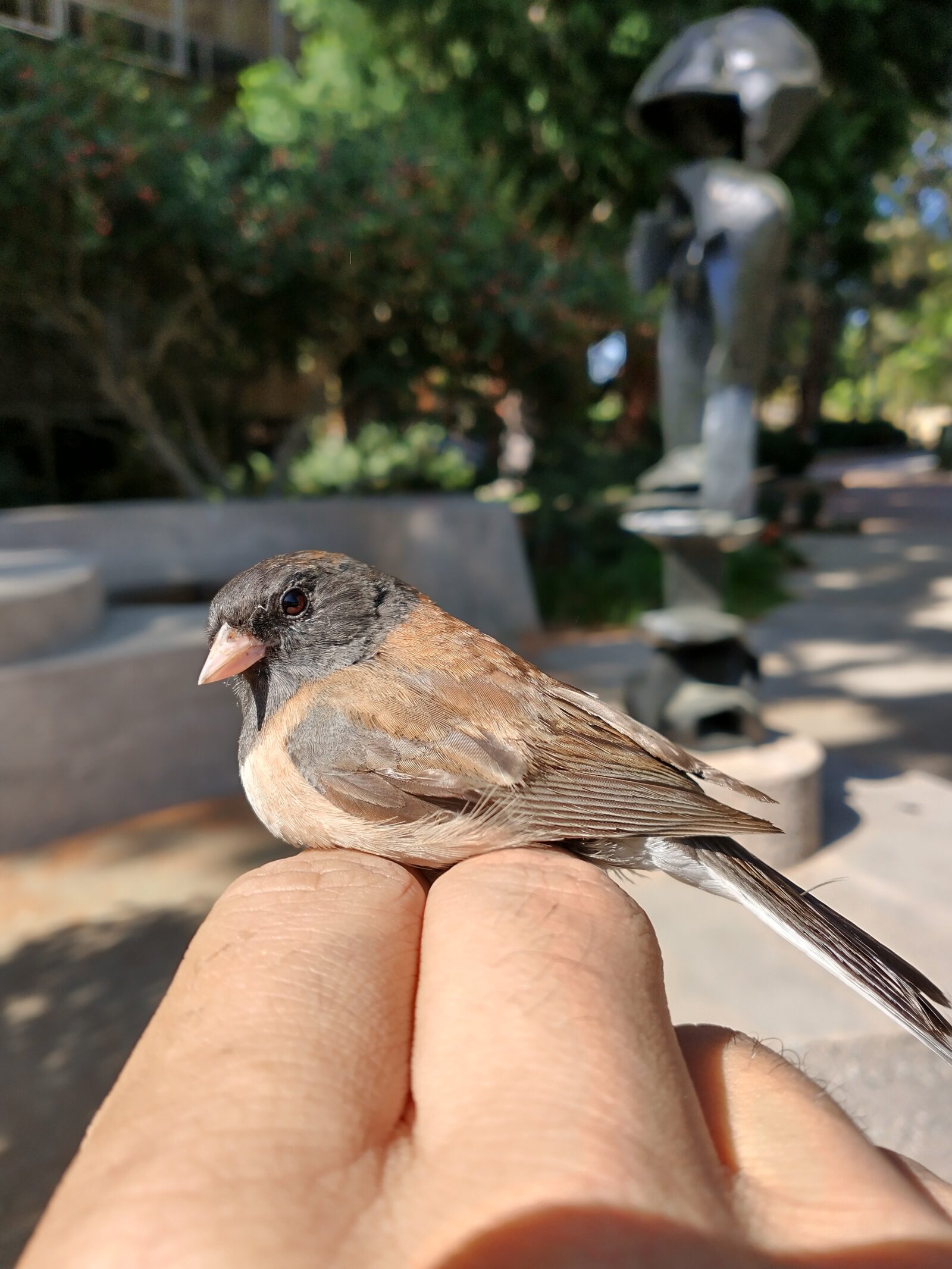 Urbanization effects on the disease ecology of dark-eyed juncos (Junco ...