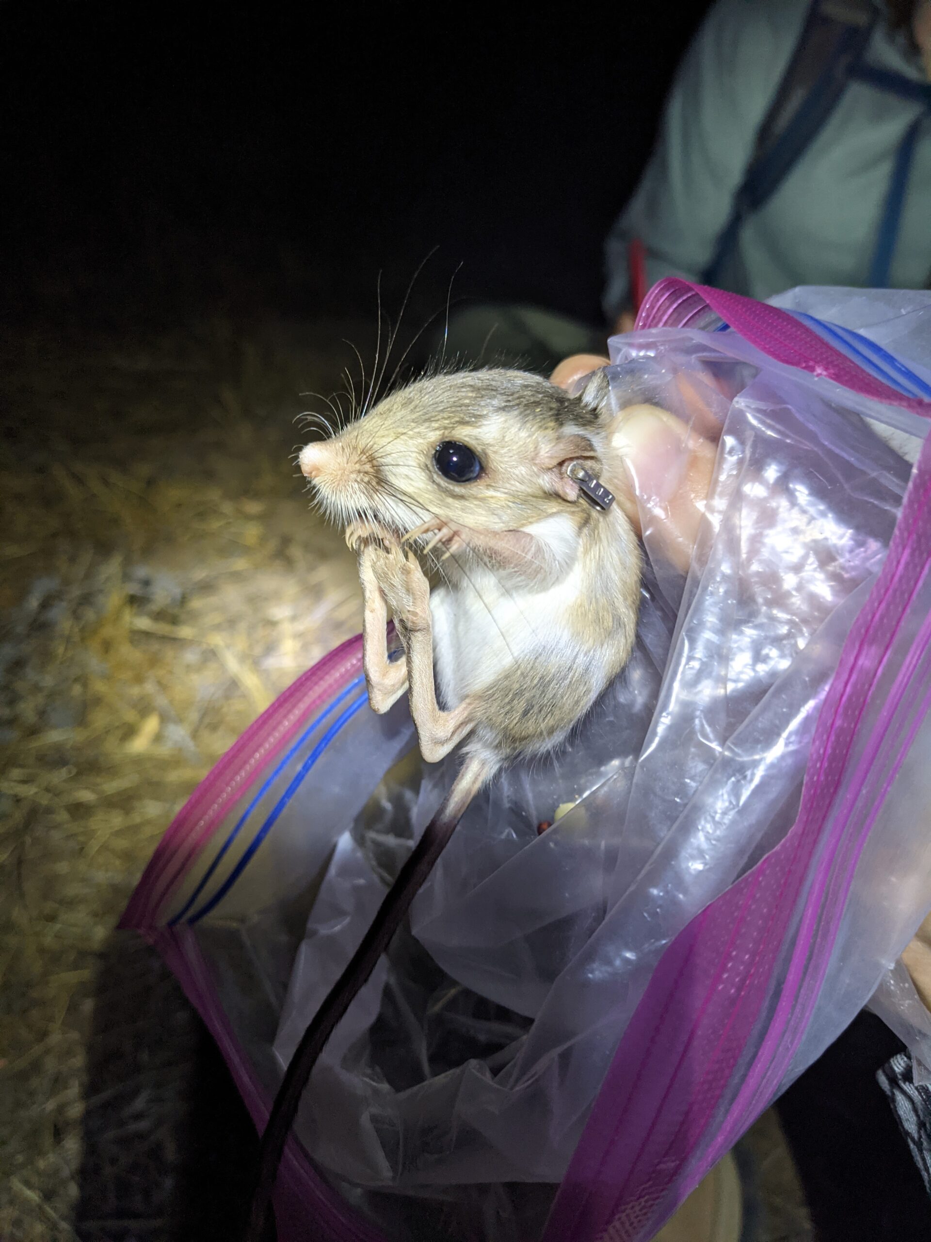 Effects of interspecific competition on habitat use by Stephens ...