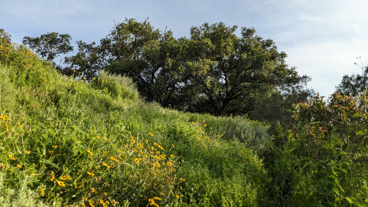 Fall 2023 Restoration Kickoff at Sage Hill! — Institute of the ...