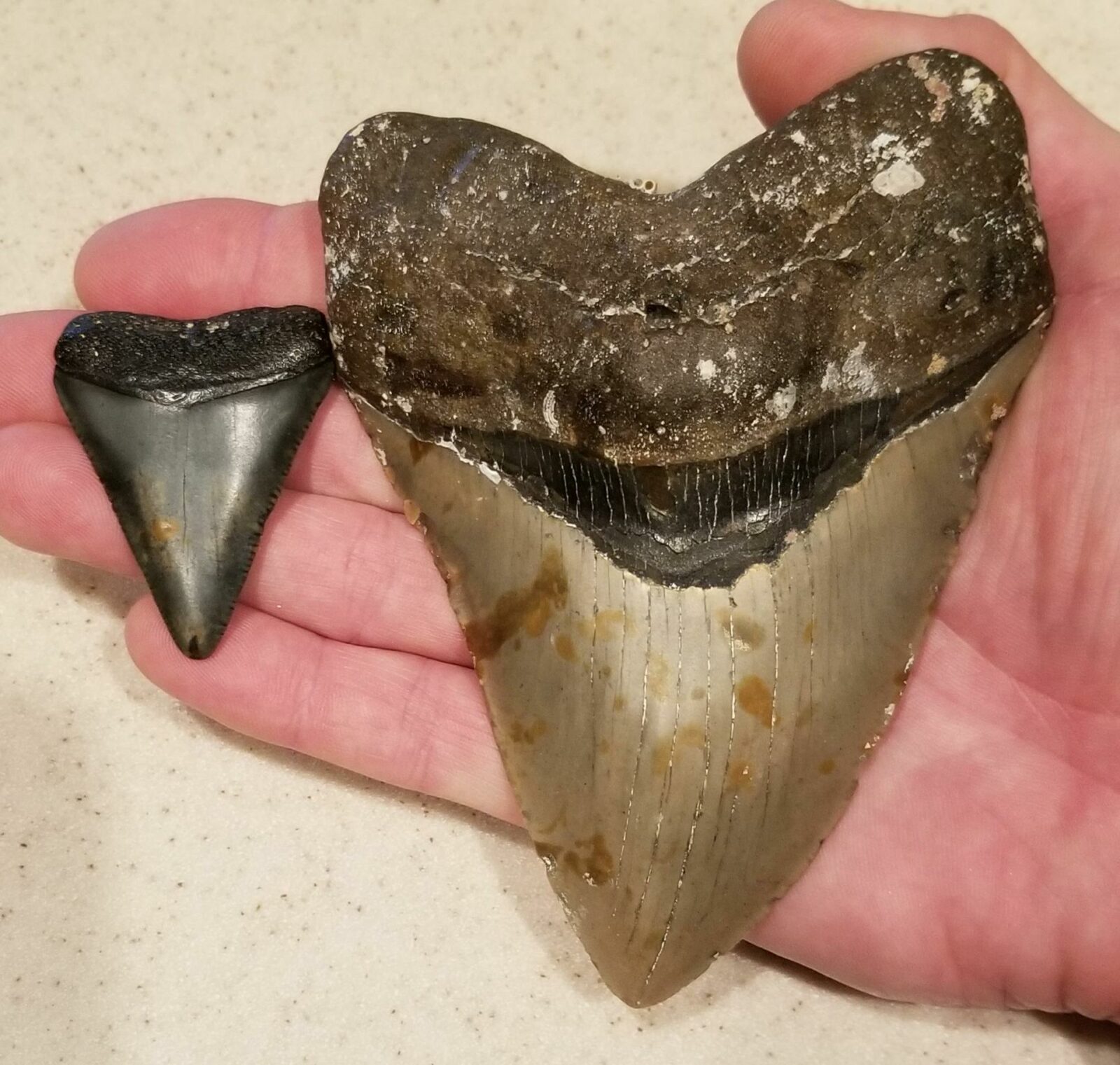 Megalodon was no cold-blooded killer — Institute of the Environment and Sustainability at UCLA