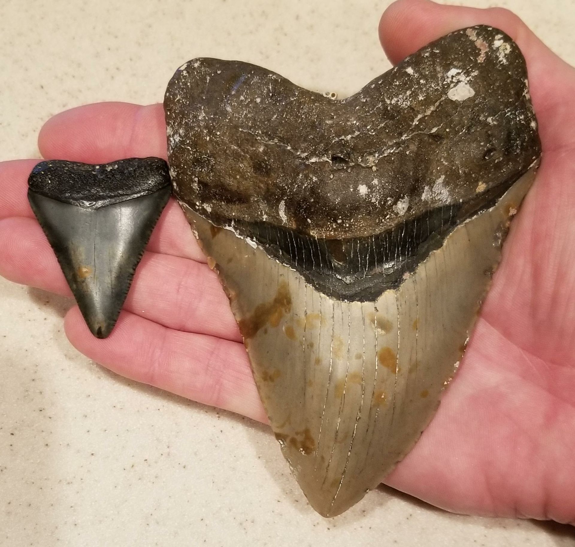 Megalodon was no cold-blooded killer — Institute of the Environment and ...