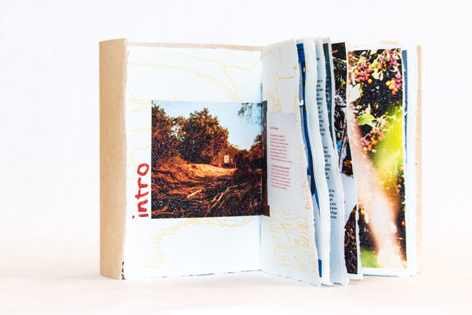 Sage Hill: Graphic Design for Native Plants — Institute of the ...