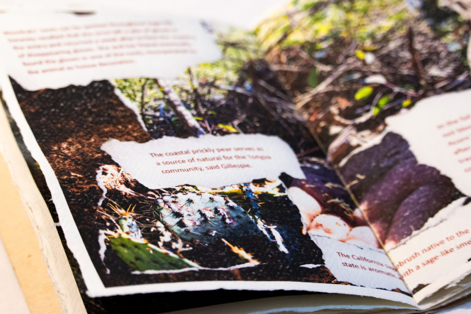 Sage Hill: Graphic Design for Native Plants — Institute of the ...