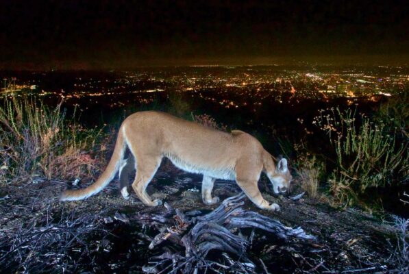 Experts illuminate how light pollution impacts mountain lions — Institute of the Environment and ...