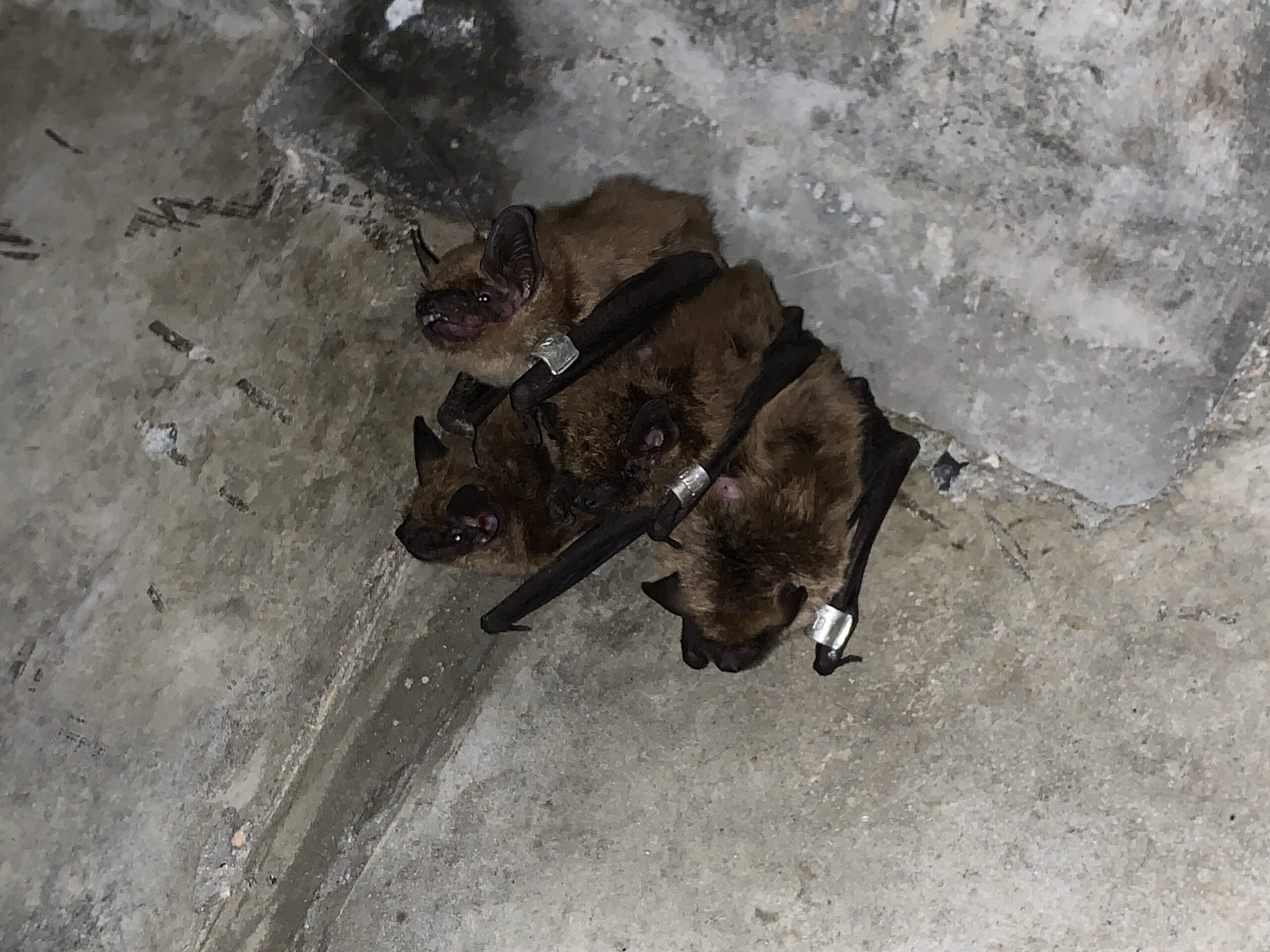 Is Prey Availability a Factor in the Decline of a Bat Species in ...