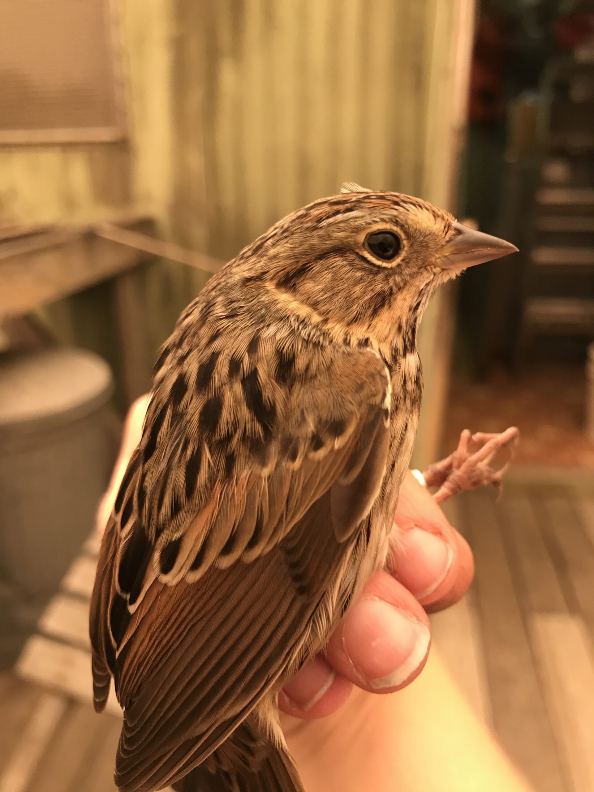 California wildfire smoke linked to reduced bird activity and health ...