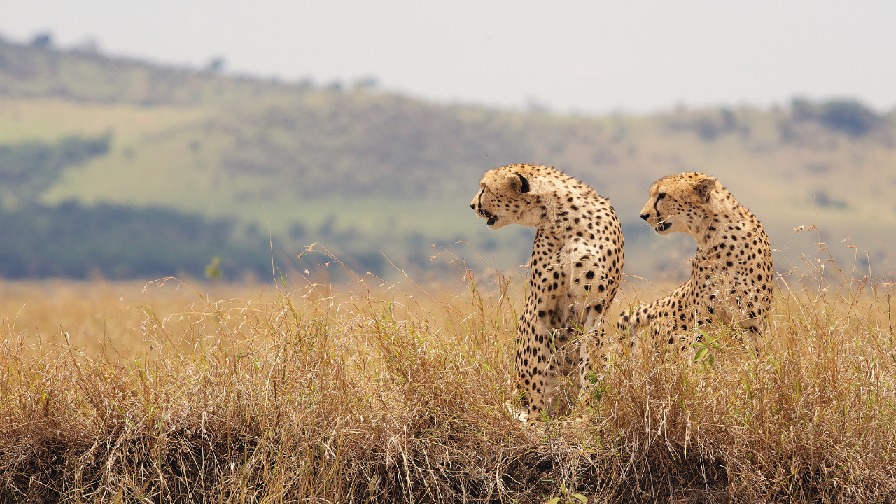 La Kretz Center Seminar: What is Wild Animal Welfare? — Institute of ...