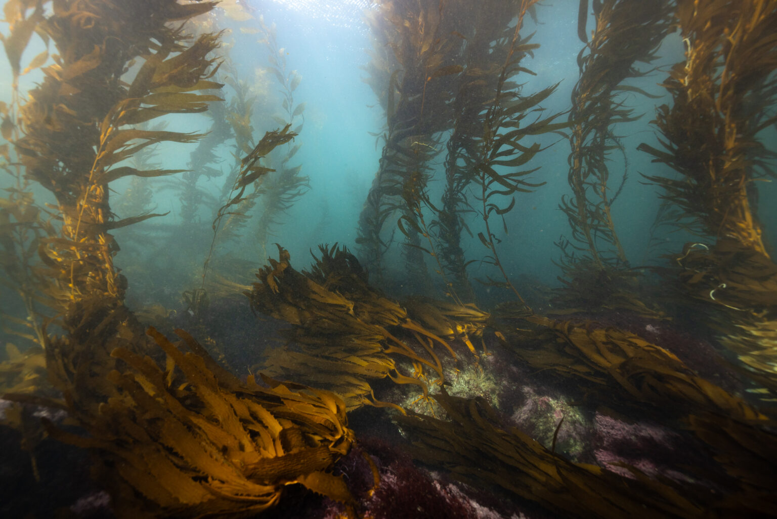 Kelp forests could suffer massive losses by 2100 as ocean heatwaves ...