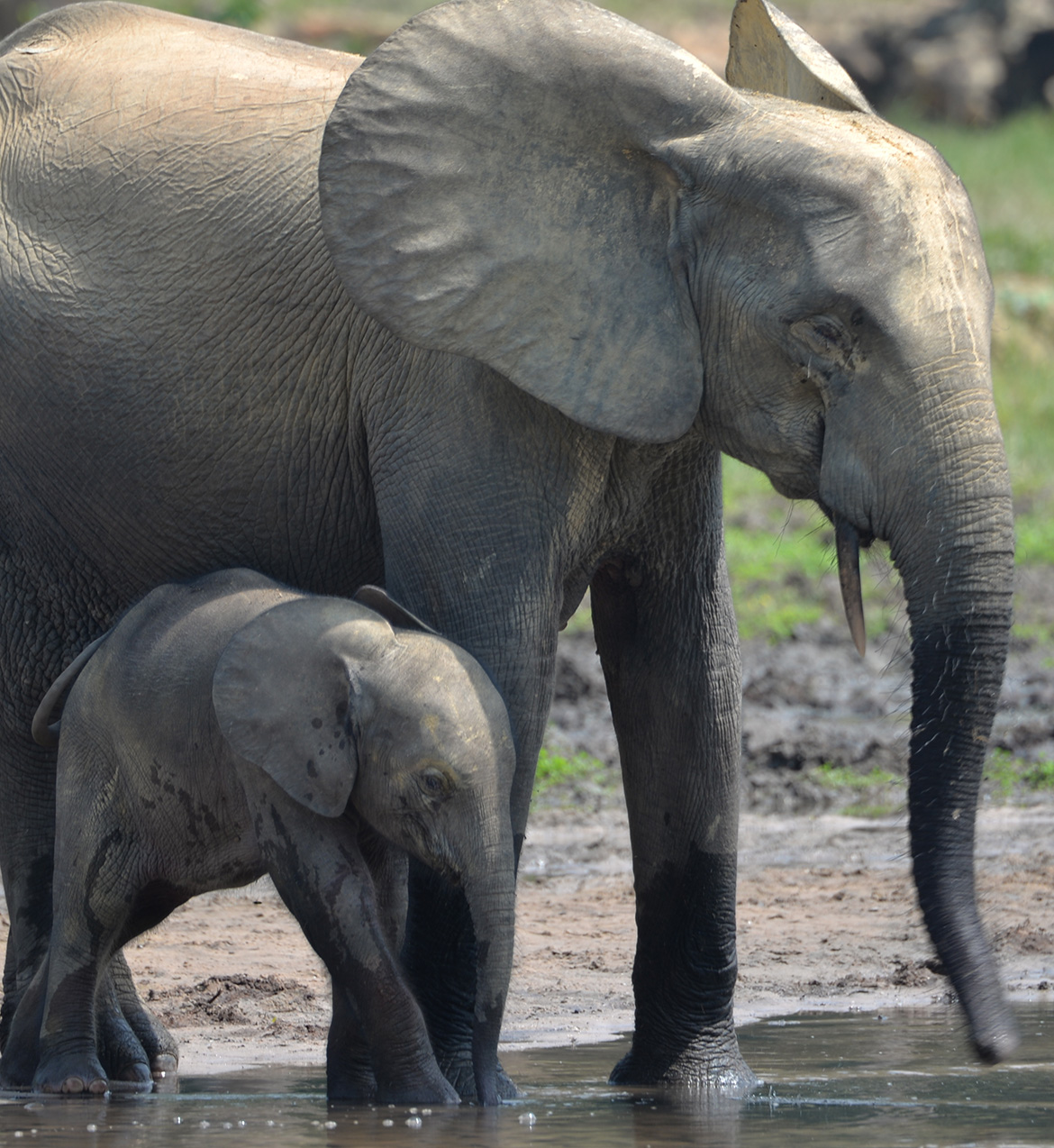 Scientists discover how elephant extinction threatens everything from ...